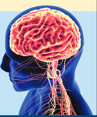 The Keys to Keeping a Big Brain for the Rest of Your Life | Renown ...